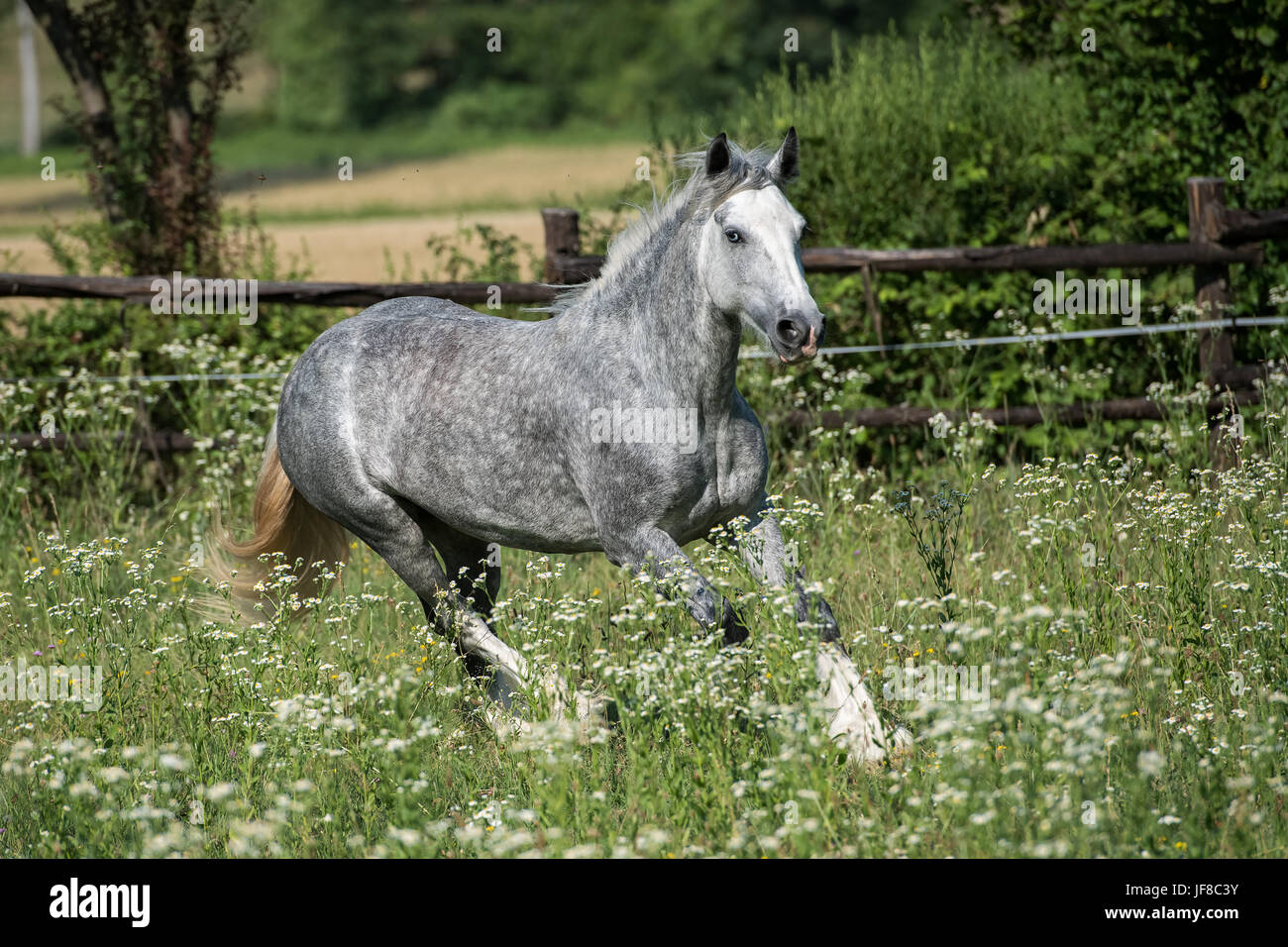 Gypsy vanner horse mare hi-res stock photography and images - Alamy