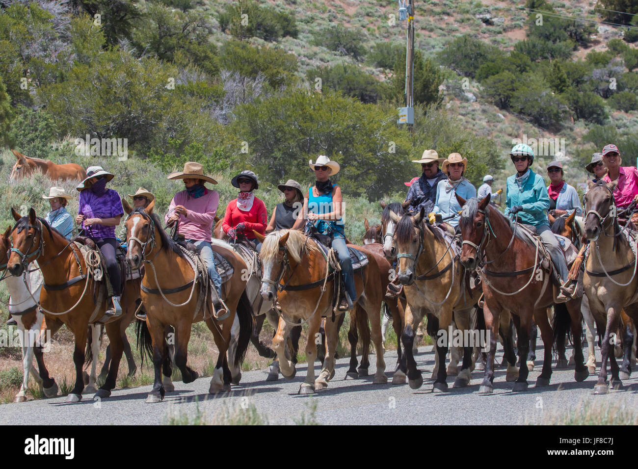 Mule wranglers hi-res stock photography and images - Alamy
