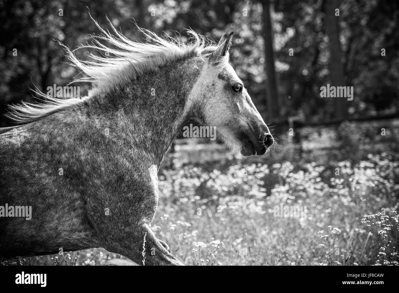 Portrait of Gypsy Cob at canter Stock Photo - Alamy