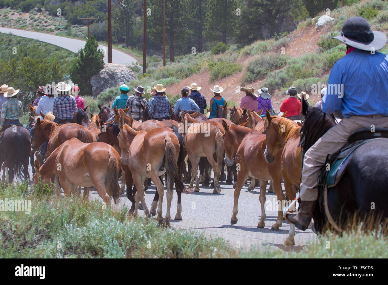 Cowboys cowgirls and wranglers of frontier pack train herd their horses ...
