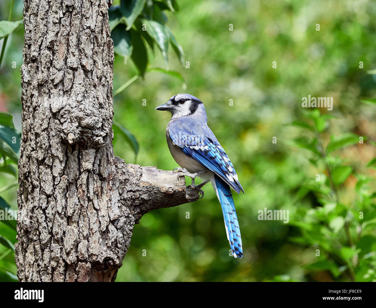 Migrating blue jay hi-res stock photography and images - Alamy