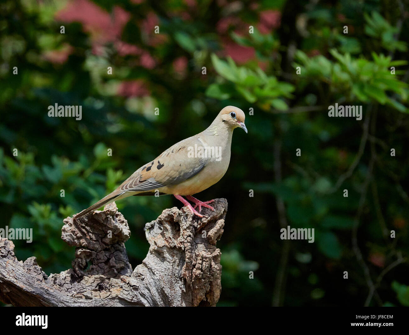 Nesting mourning dove hi-res stock photography and images - Alamy