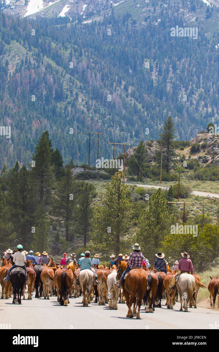 Cowboys herding horses hi-res stock photography and images - Alamy