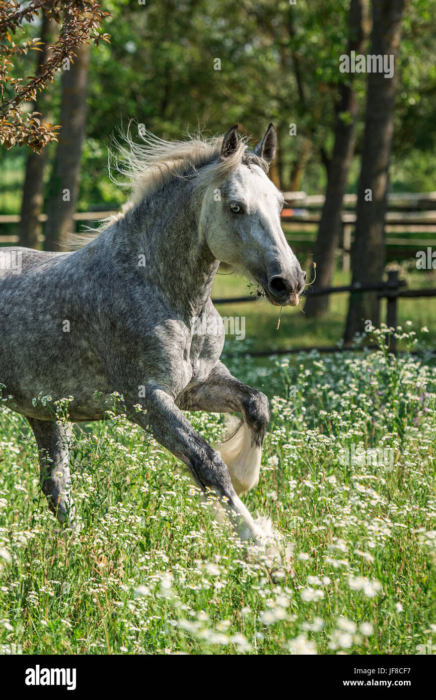 Gypsy vanner horse mare hi-res stock photography and images - Alamy