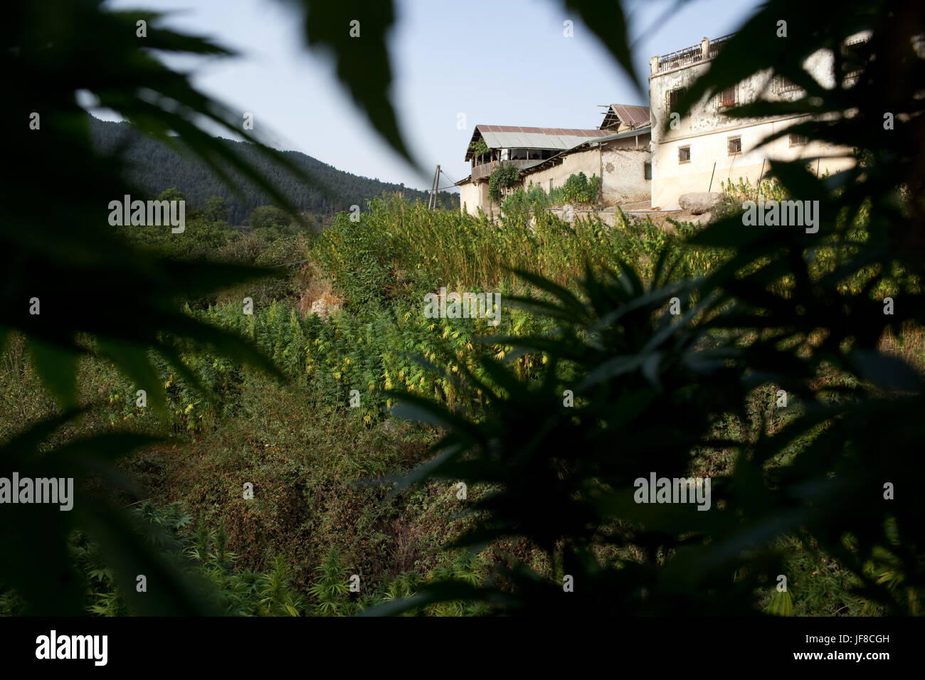 Fields of cannabis around Ketama, capital of Rif hashish producing ...