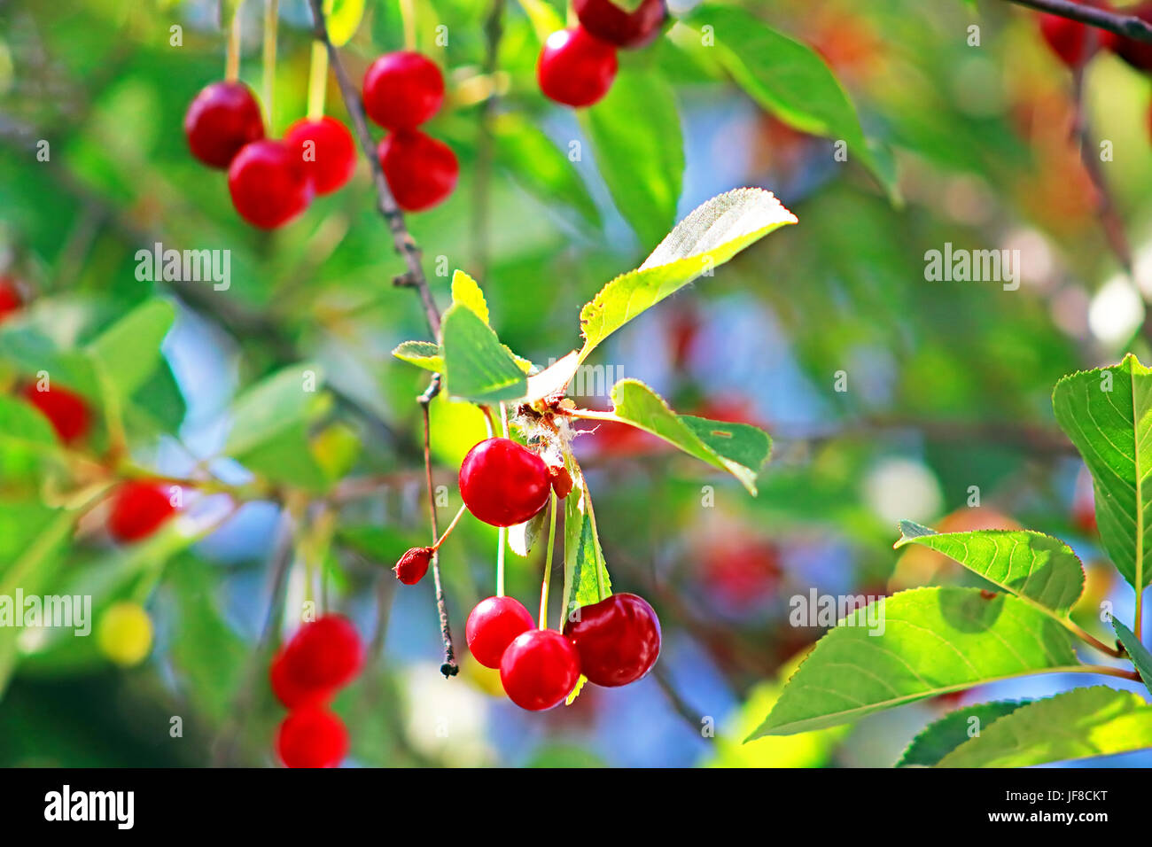 Cherries and cherry trees Stock Photo - Alamy