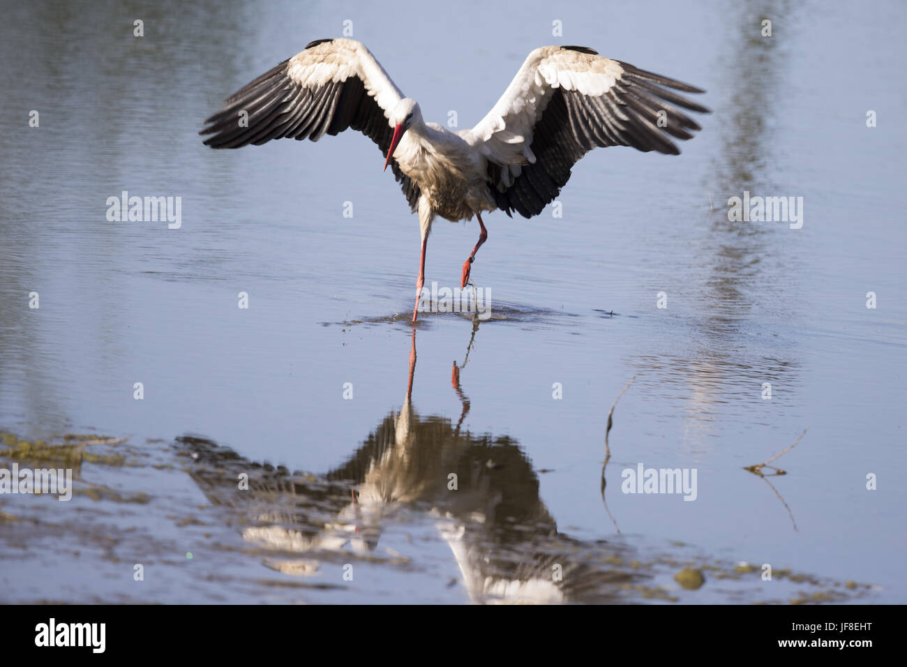 White stork landing hi-res stock photography and images - Alamy