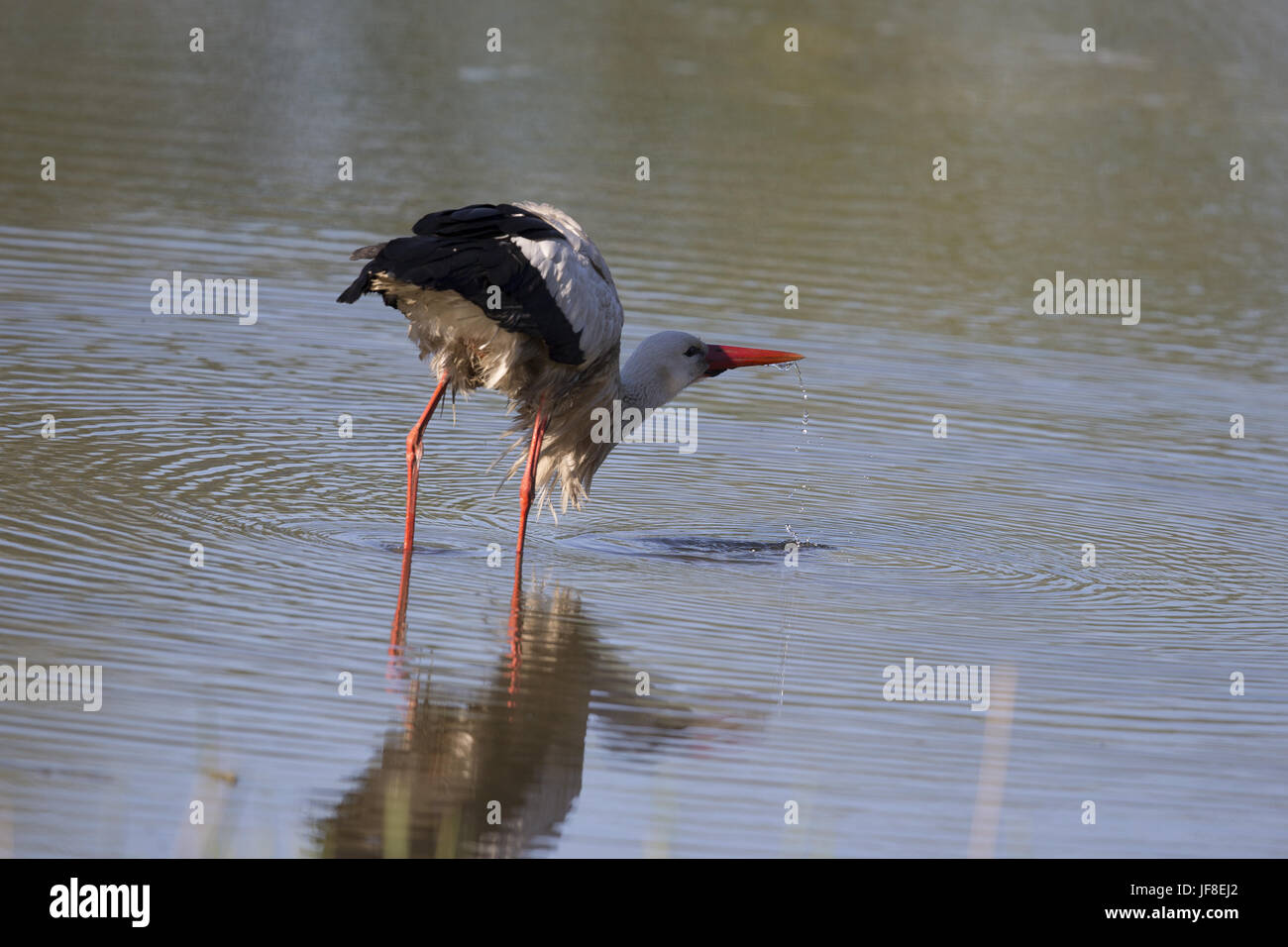white stork drinking Stock Photo - Alamy