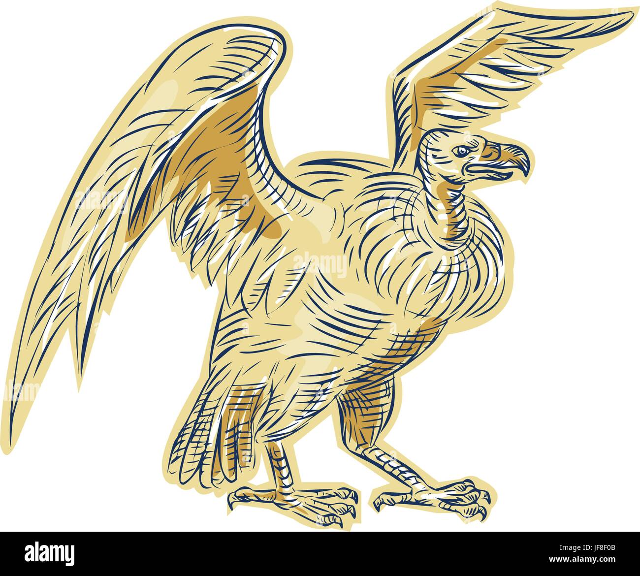 Buzzard illustration Stock Vector Images - Alamy