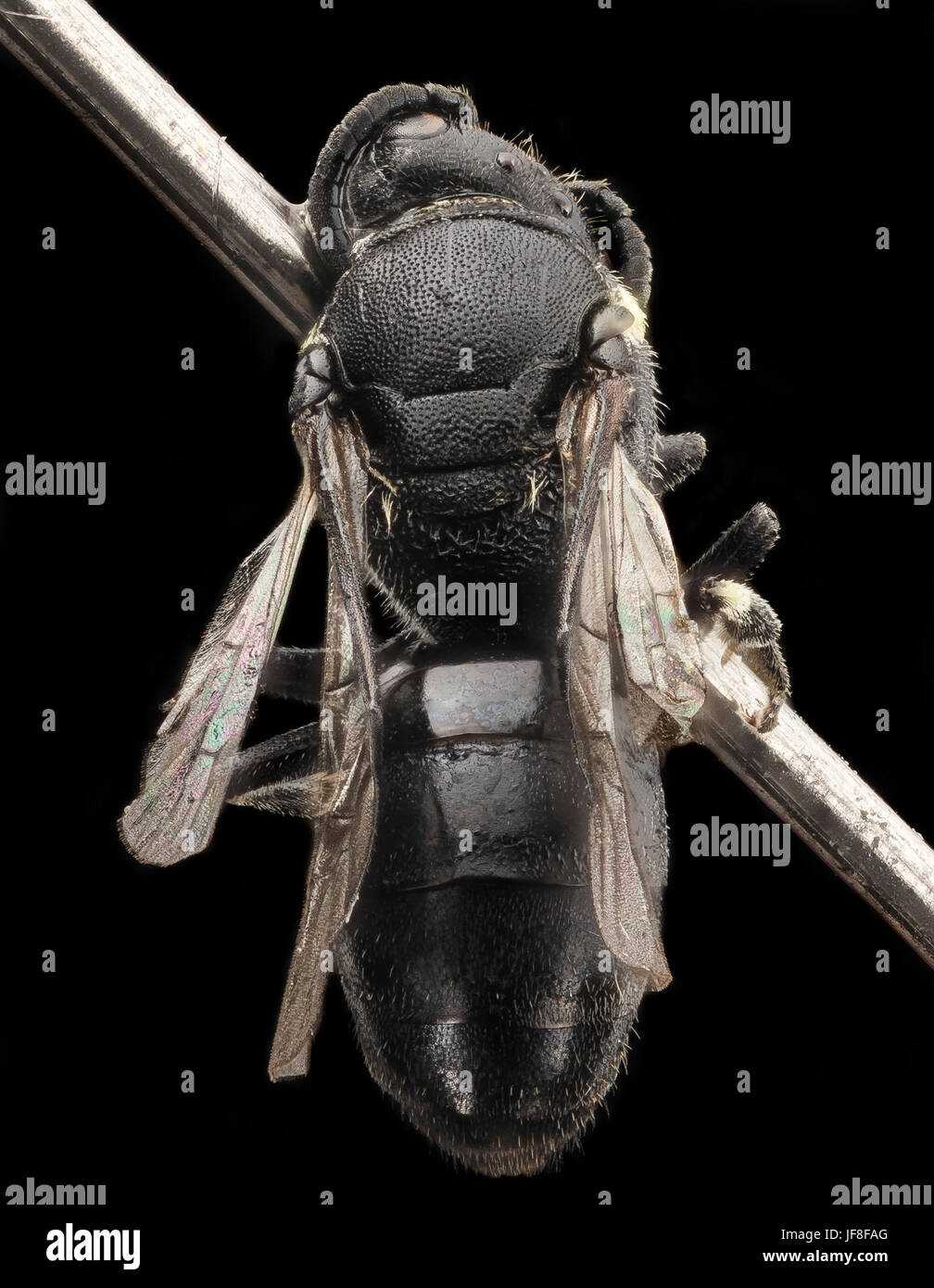 A female *Hylaeus verticalis* bee, captured in macro photography in the ...
