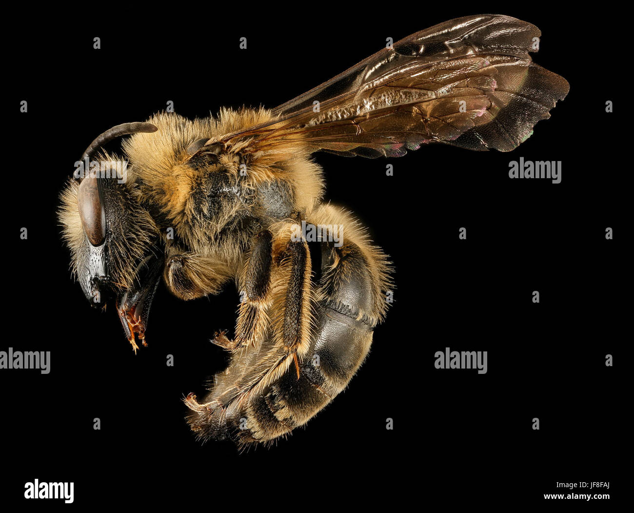 A close-up of a female Colletes validus bee, captured in Providence ...