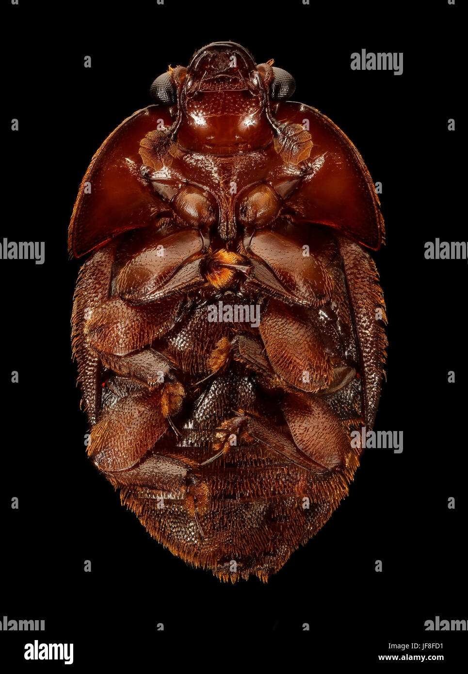 This image shows a close-up of a small hive beetle, Aethina tumida ...