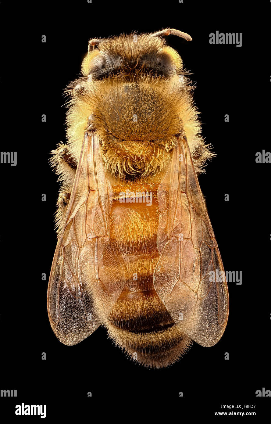 This image features a close-up of the back of a light-bodied honey bee ...