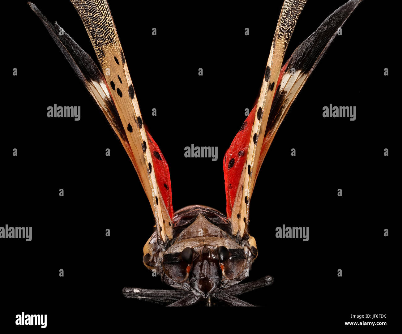 Spotted lanternfly hi-res stock photography and images - Alamy