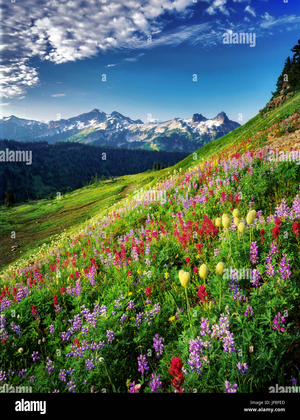M00044L.tiff Mixed wildflowers and Tatoosh Mountains. Mt. Rainier ...