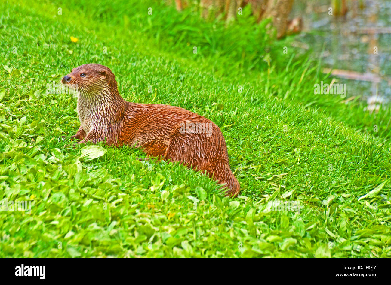 British Otter Captive Stock Photo - Alamy