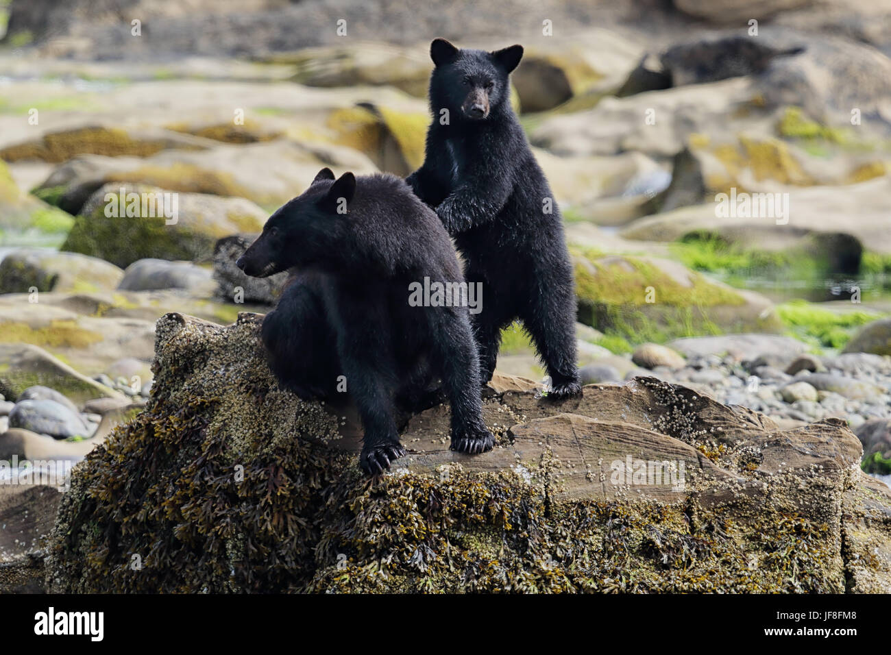Wild Black Bear (Ursus americanus) and cub on a rocky beach. Vancouver ...