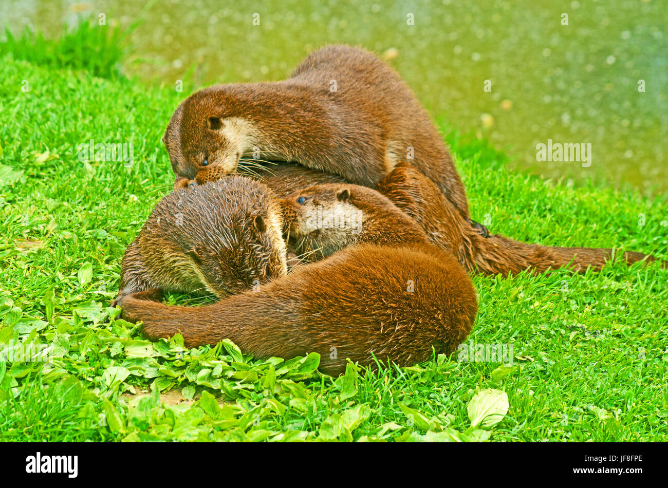 British Otter Captive Stock Photo - Alamy