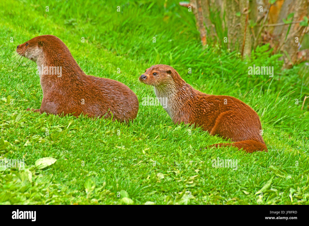 British Otter Captive Stock Photo - Alamy