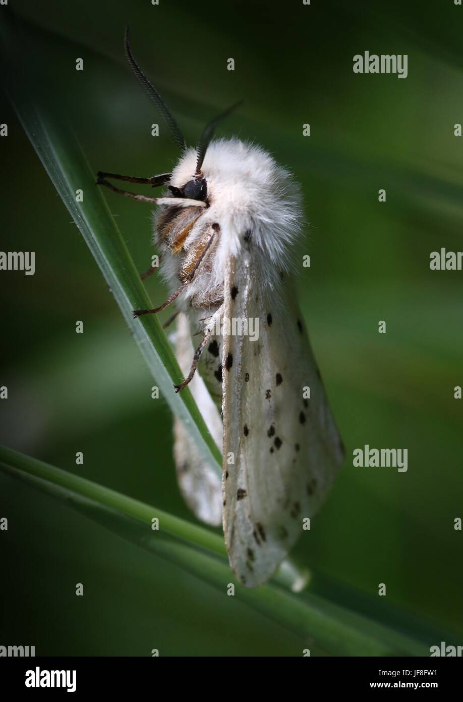 European White ermine moth (Spilosoma lubricipeda Stock Photo - Alamy