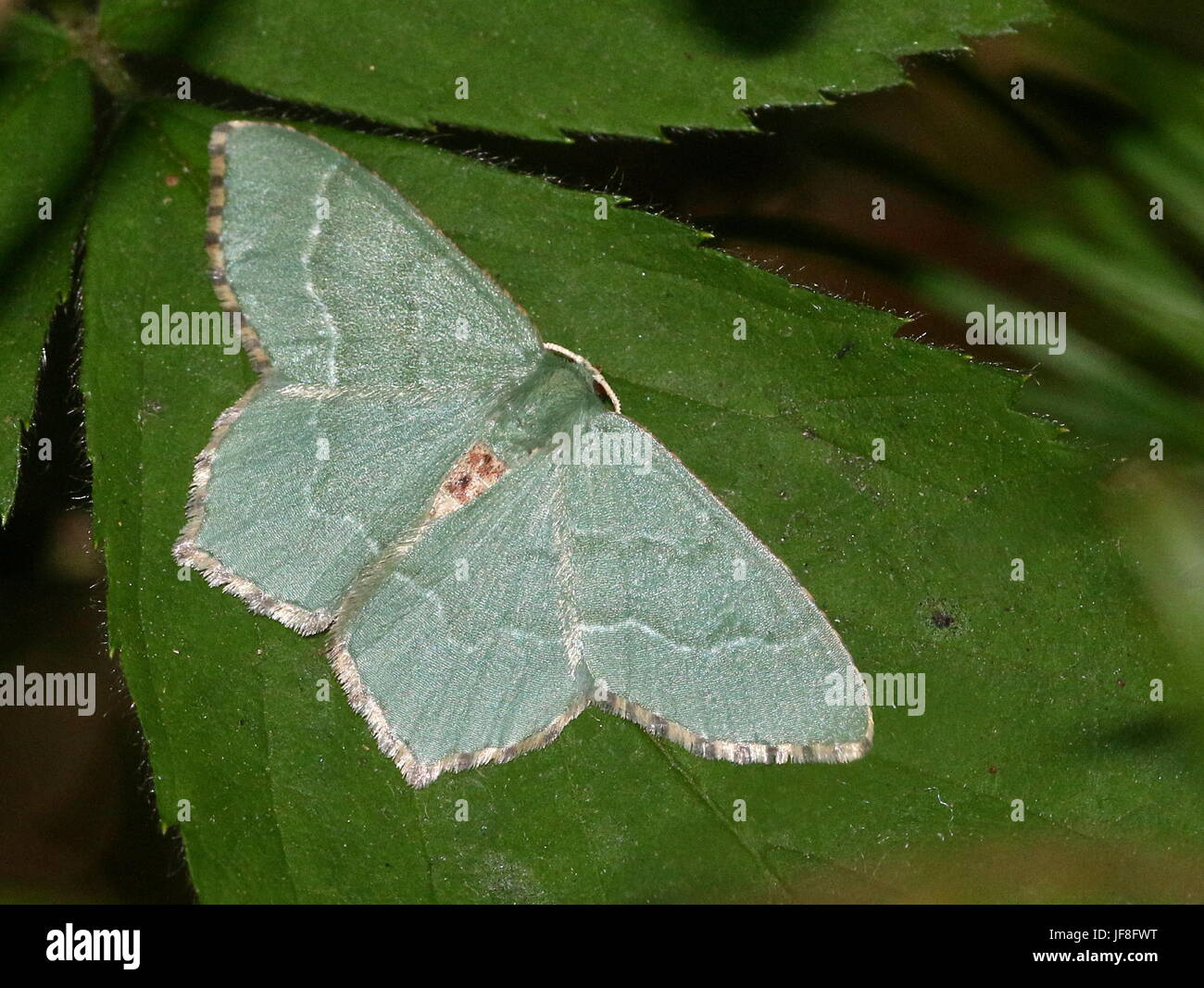 Gebüsch hi-res stock photography and images - Alamy