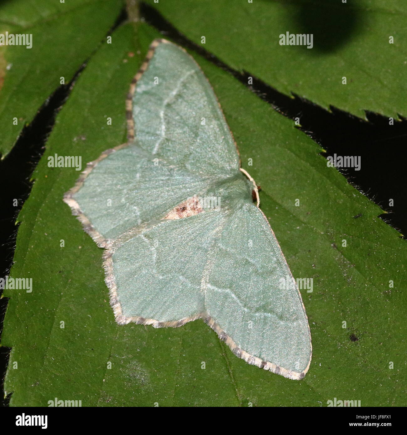 Gebüsch hi-res stock photography and images - Alamy