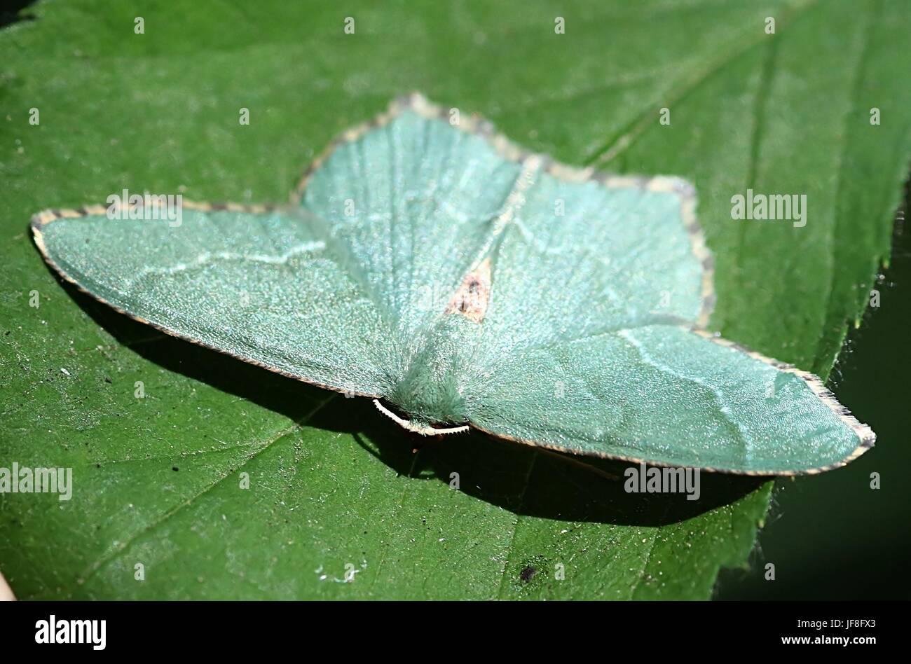 European common emerald moth (Hemithea aestivaria) - Geometridae Stock ...