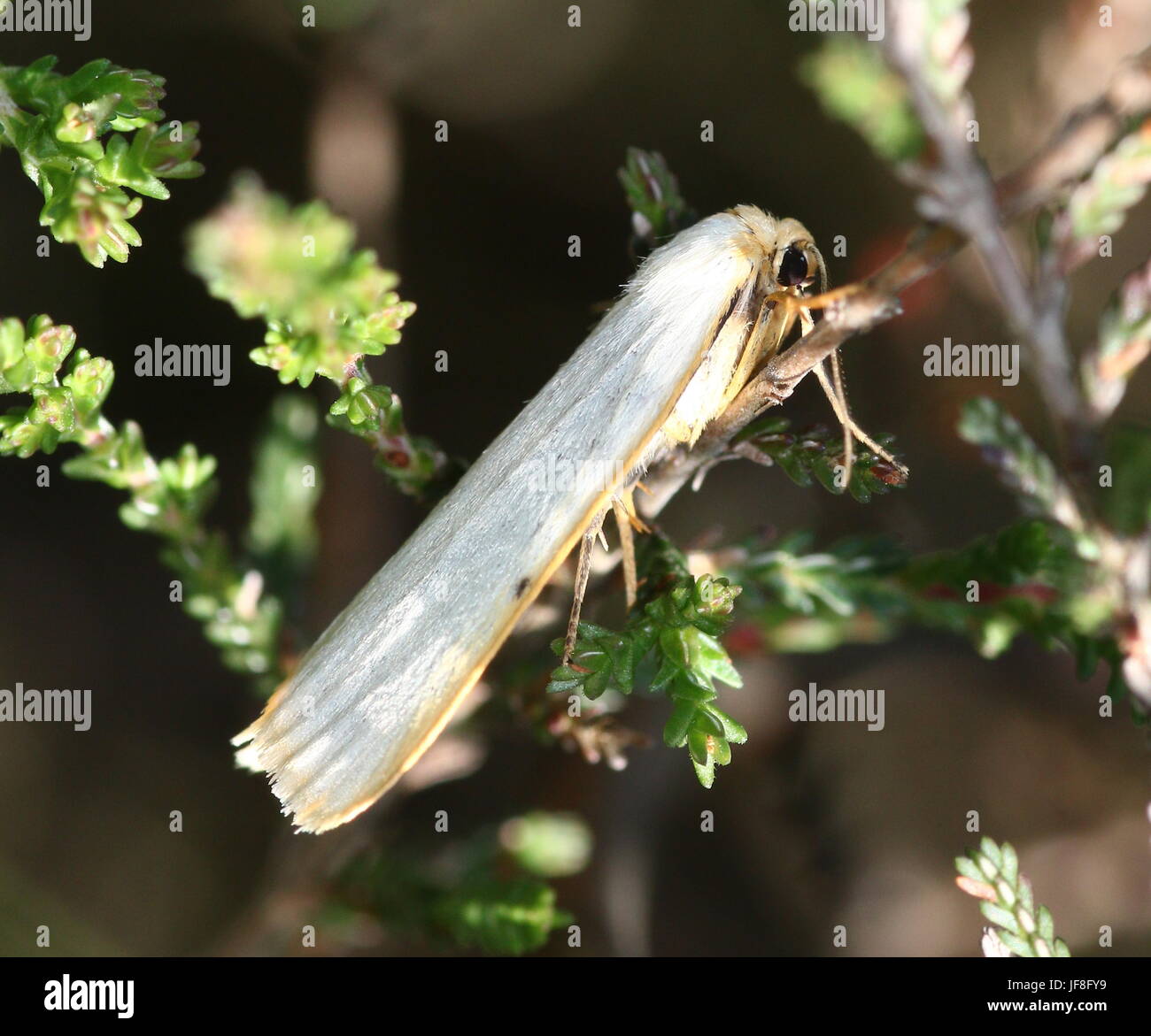 Four-dotted Footman Moth (Cybosia mesomella), ivory coloured version ...