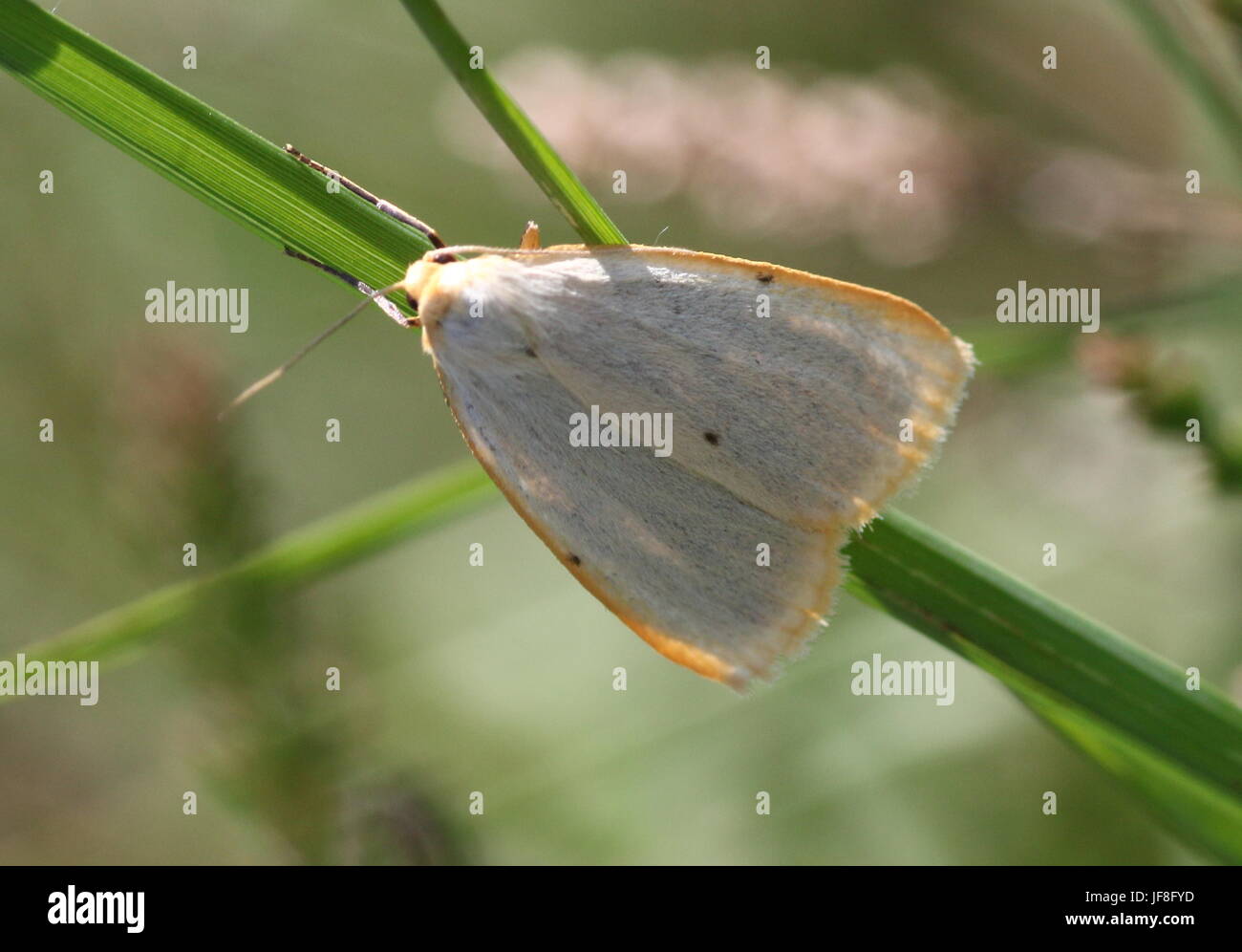 Four-dotted Footman Moth (Cybosia mesomella), ivory coloured version ...