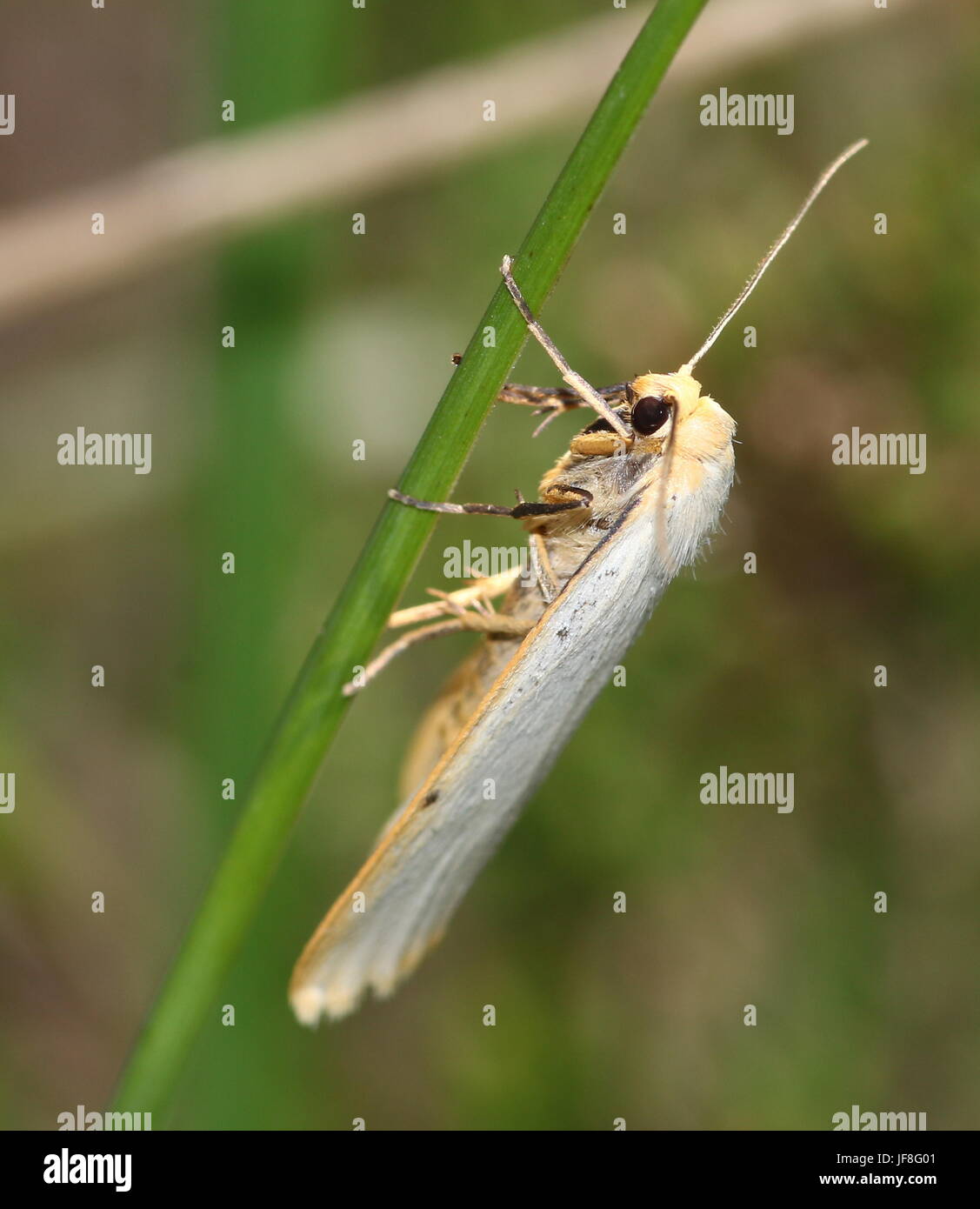 Four dotted footman moths hi-res stock photography and images - Alamy