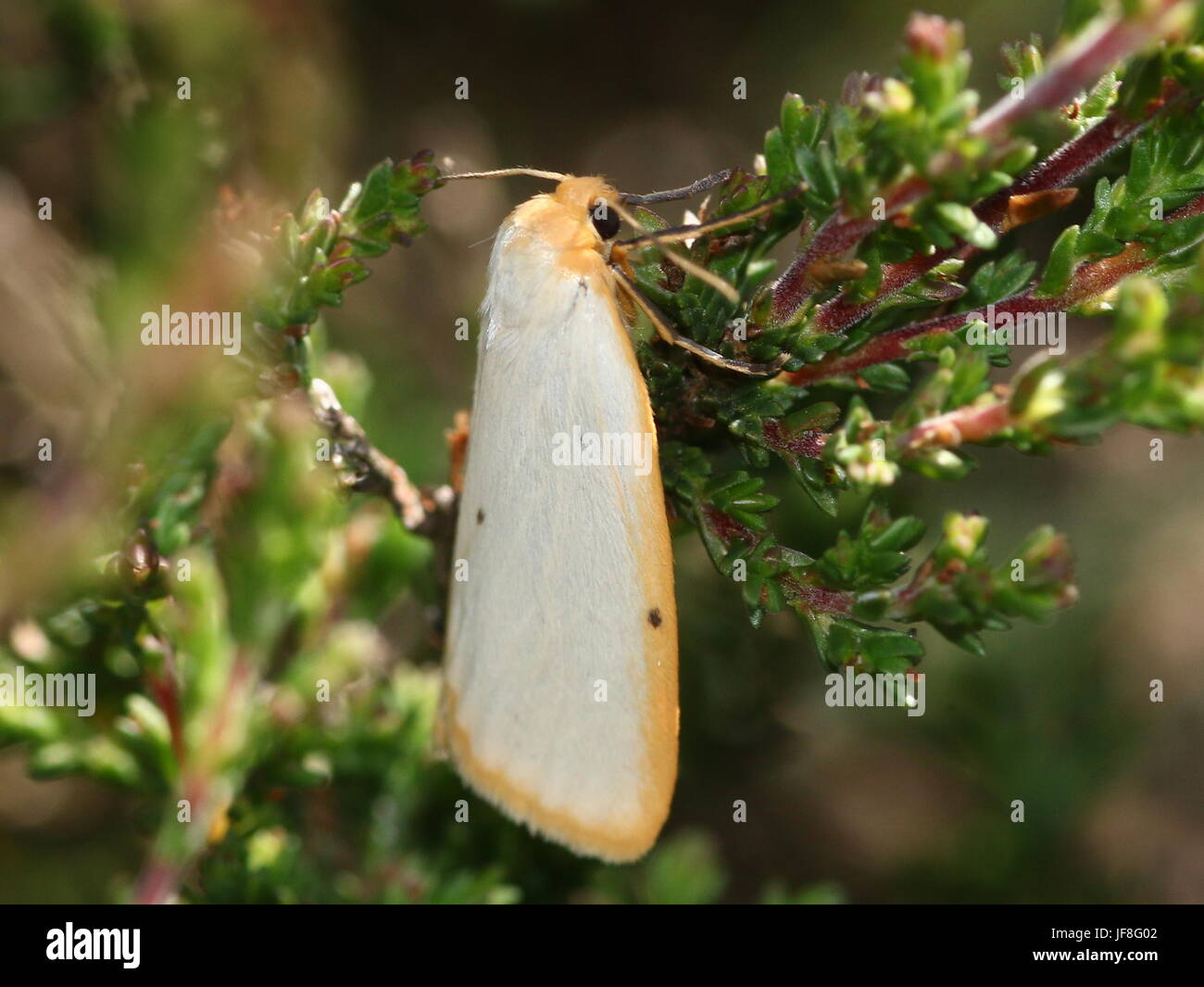 Four-dotted Footman Moth (Cybosia mesomella), ivory coloured version ...