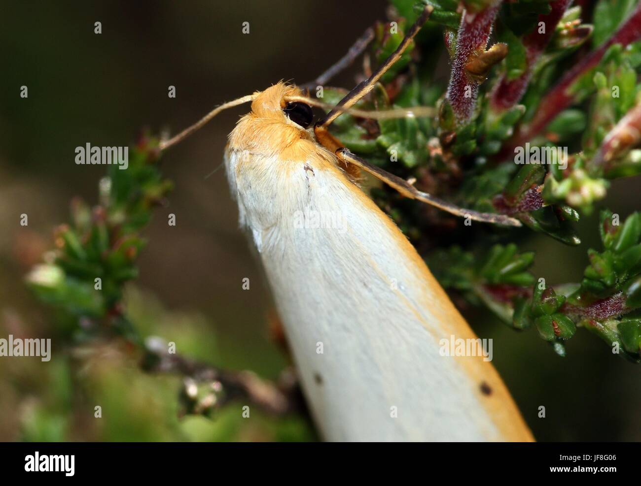 Four-dotted Footman Moth (Cybosia mesomella), ivory coloured version ...