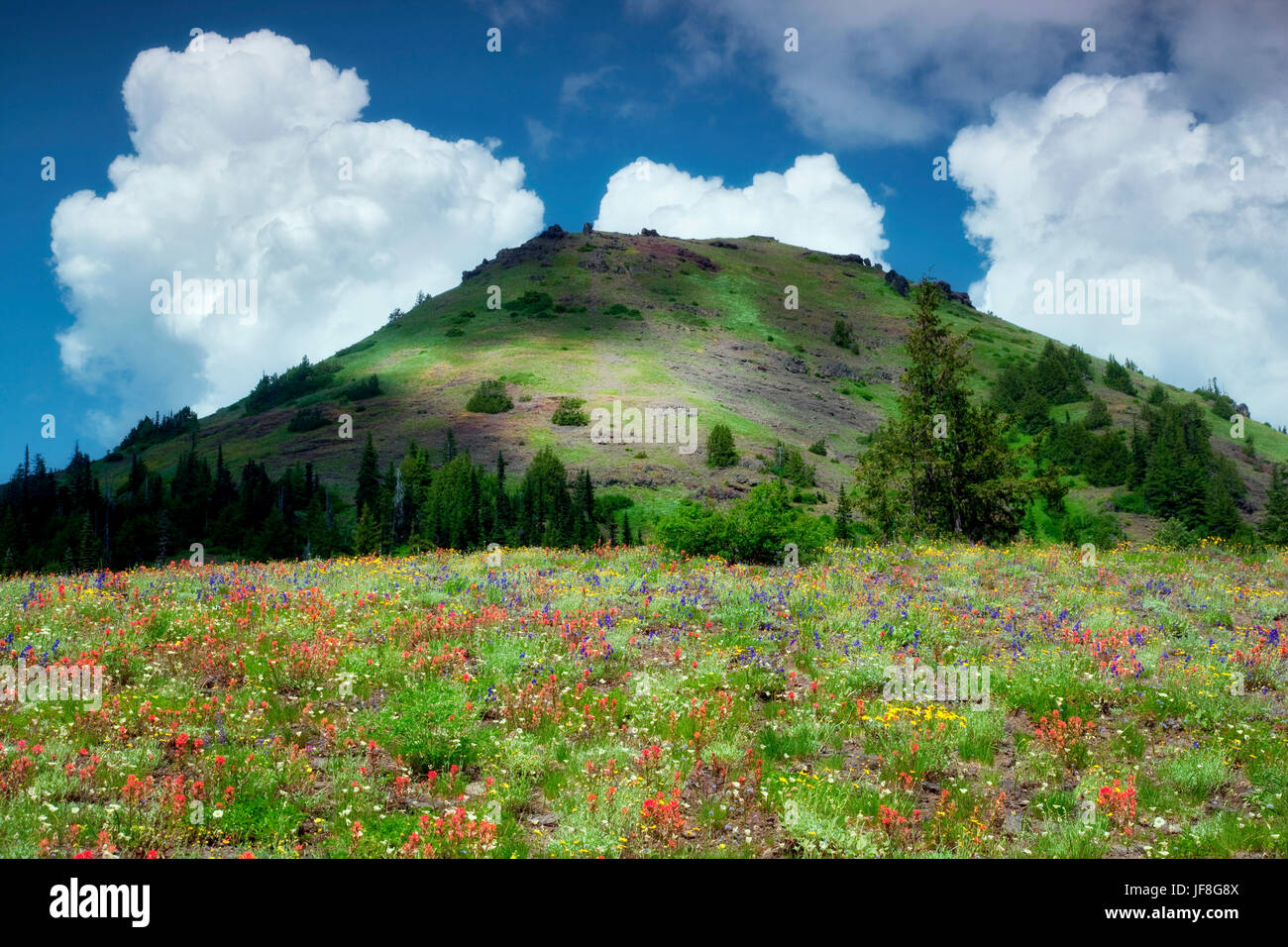 Cone peak with wildflowers and clouds. Linn County, Oregon Stock Photo ...