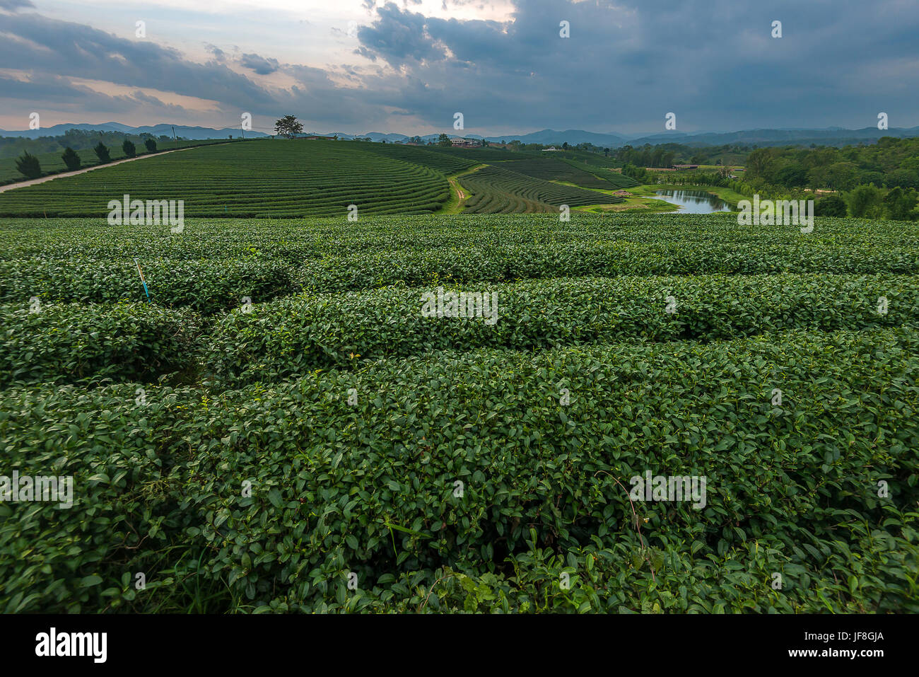 Green tea plantation in Chiang Rai, Thailand Stock Photo - Alamy