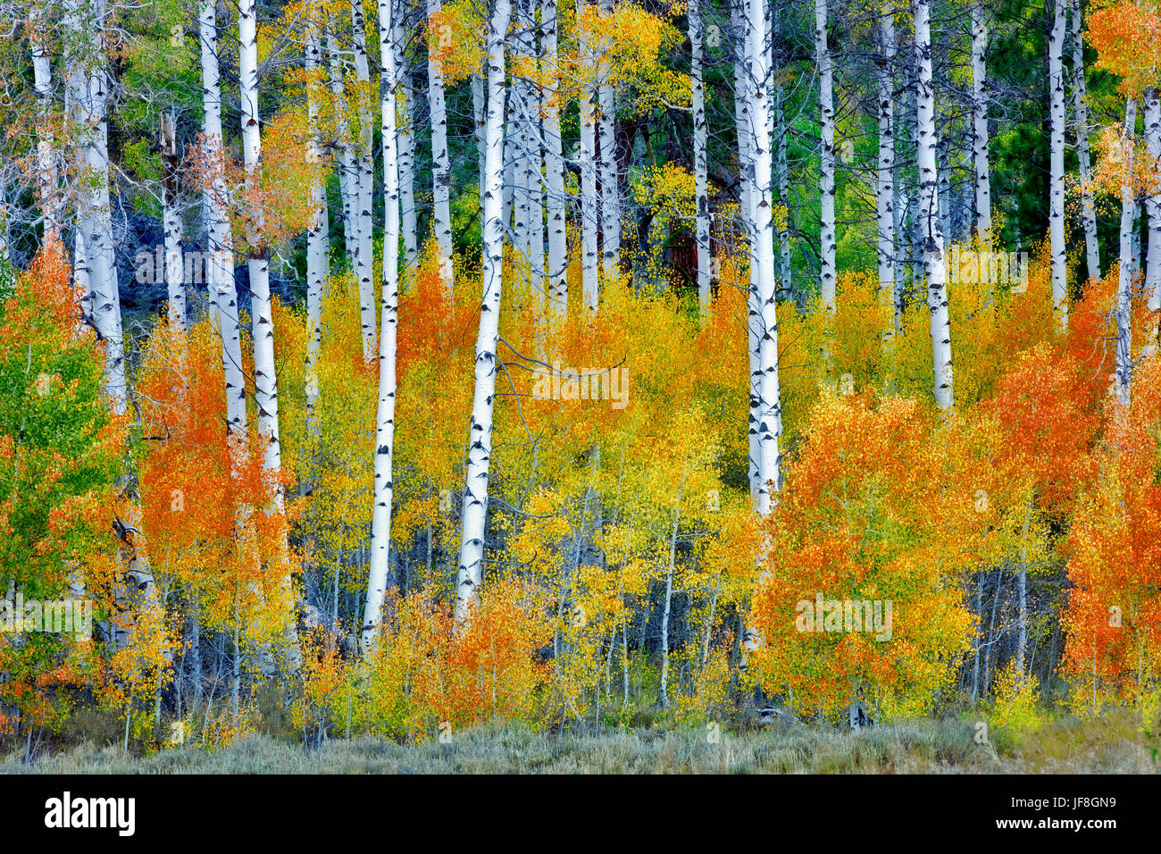 Aspen fall colors hi-res stock photography and images - Alamy