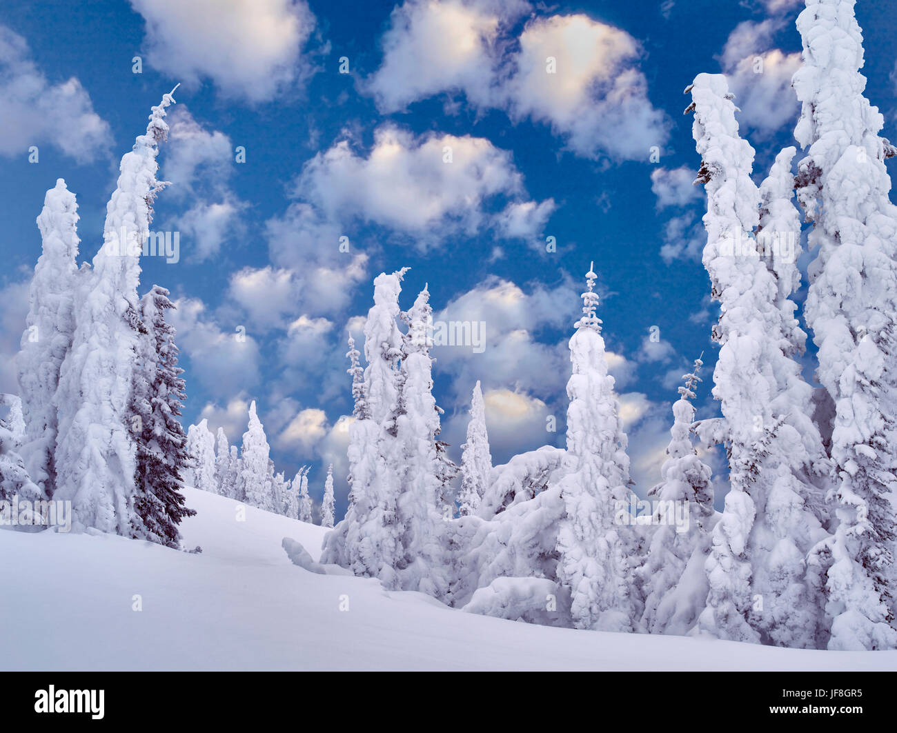 Heavy snow on trees. Mt. Rainier National Park, Washington Stock Photo ...