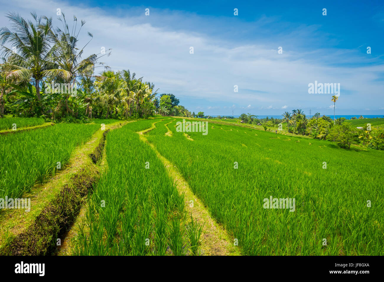 Green rice field close up. Rice in water on rice terraces, Ubud, Bali ...