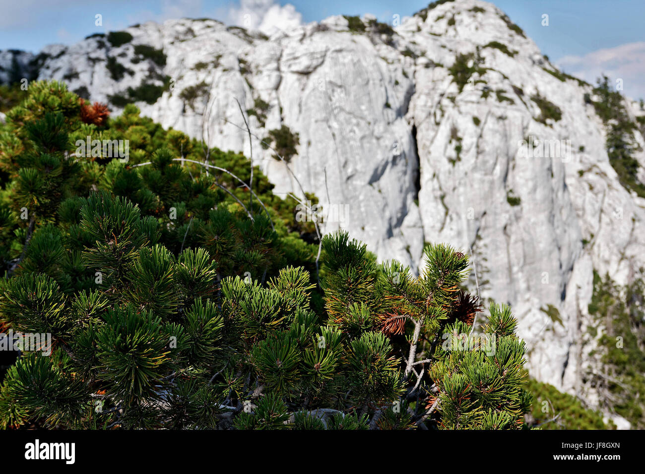 Creeping pine hi-res stock photography and images - Alamy