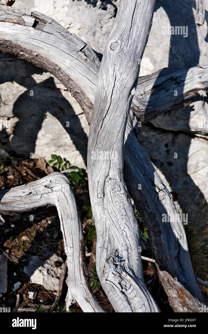 Creeping pine hi-res stock photography and images - Alamy