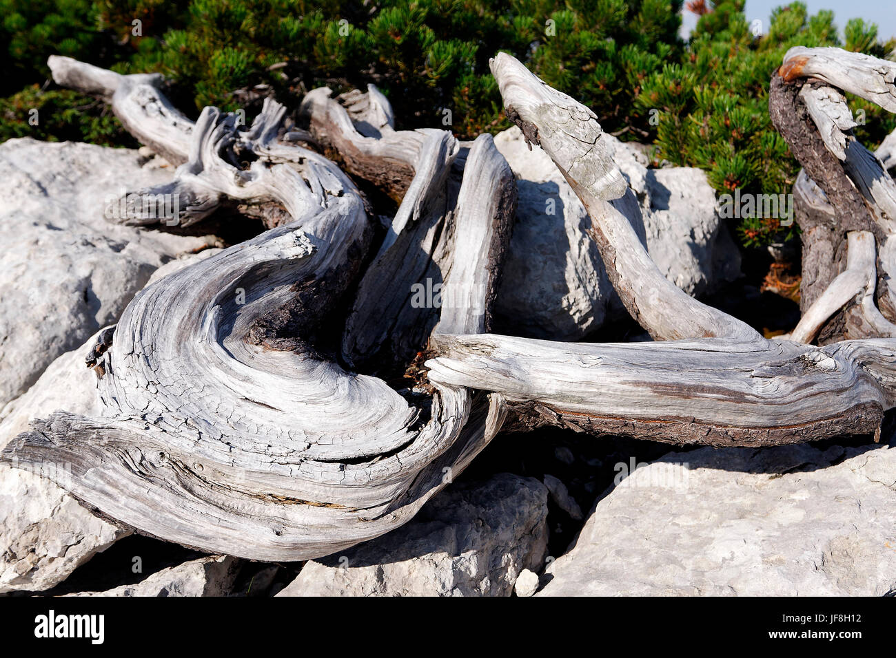 Creeping pine hi-res stock photography and images - Alamy