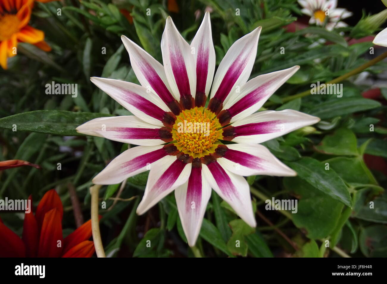 Gazania flower hi-res stock photography and images - Alamy