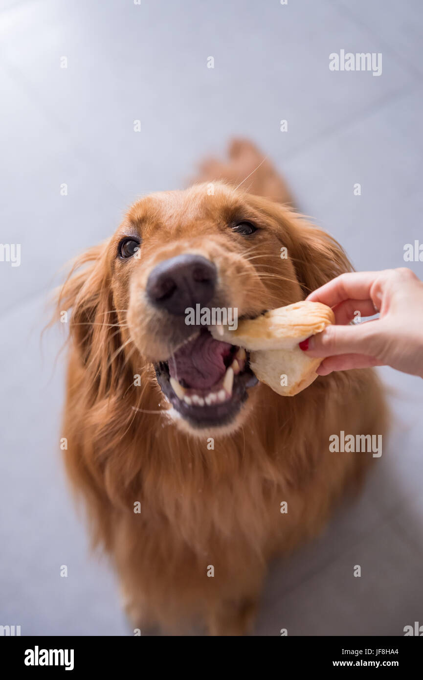 The Golden Retriever eating Stock Photo - Alamy