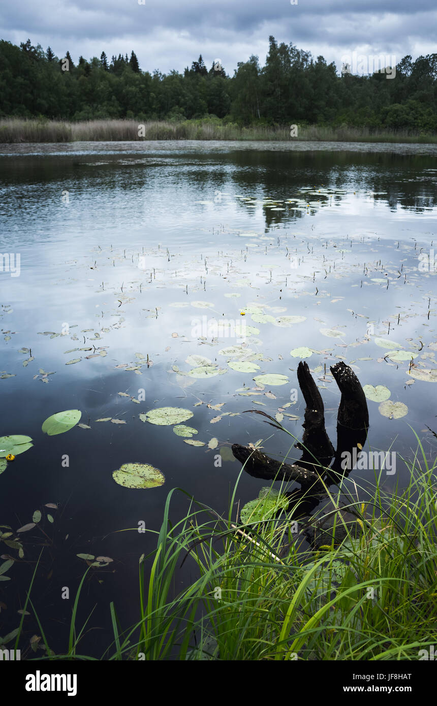 Still lake coastal landscape with dark snag in the water. Ladoga ...