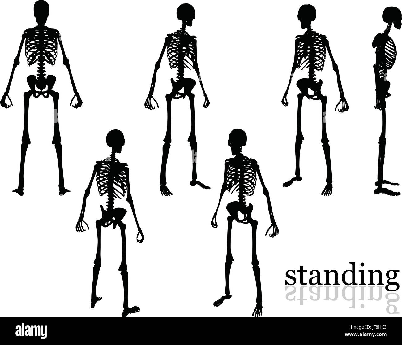 skeleton silhouette in standing pose Stock Vector Image & Art - Alamy