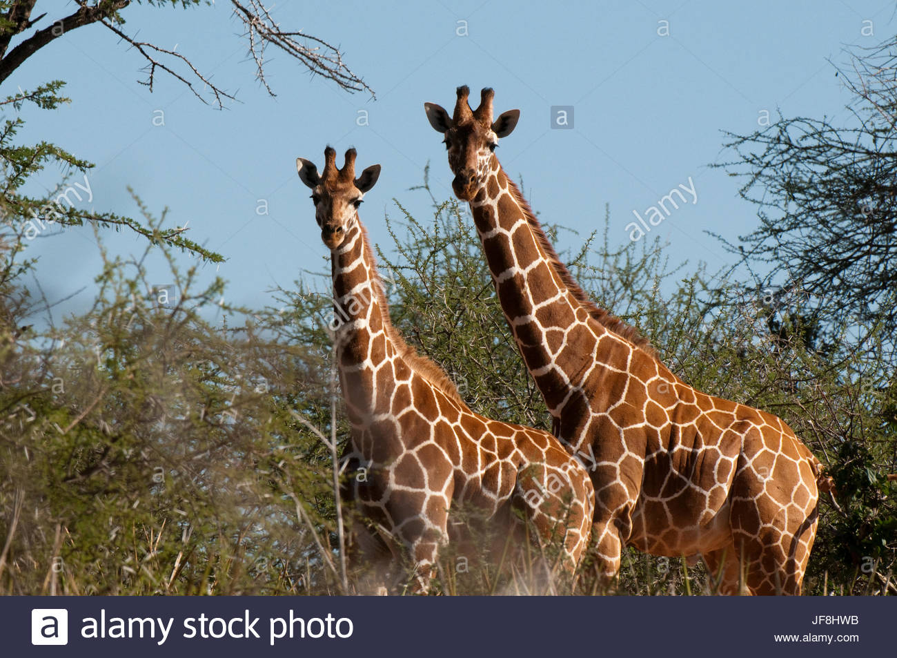 Giraffa Reticulata Stock Photos & Giraffa Reticulata Stock Images - Alamy