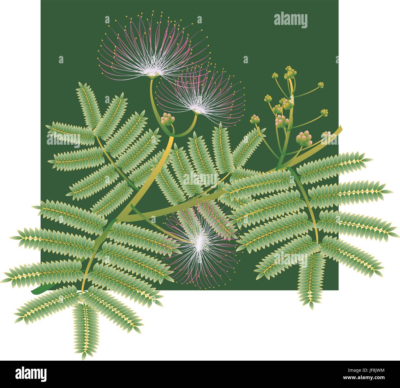 Mimosa tree vector vectors hi-res stock photography and images - Alamy