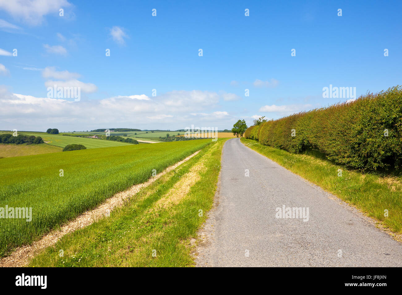 a country road in the yorkshire wolds with a hawthorn hedgerow and ...