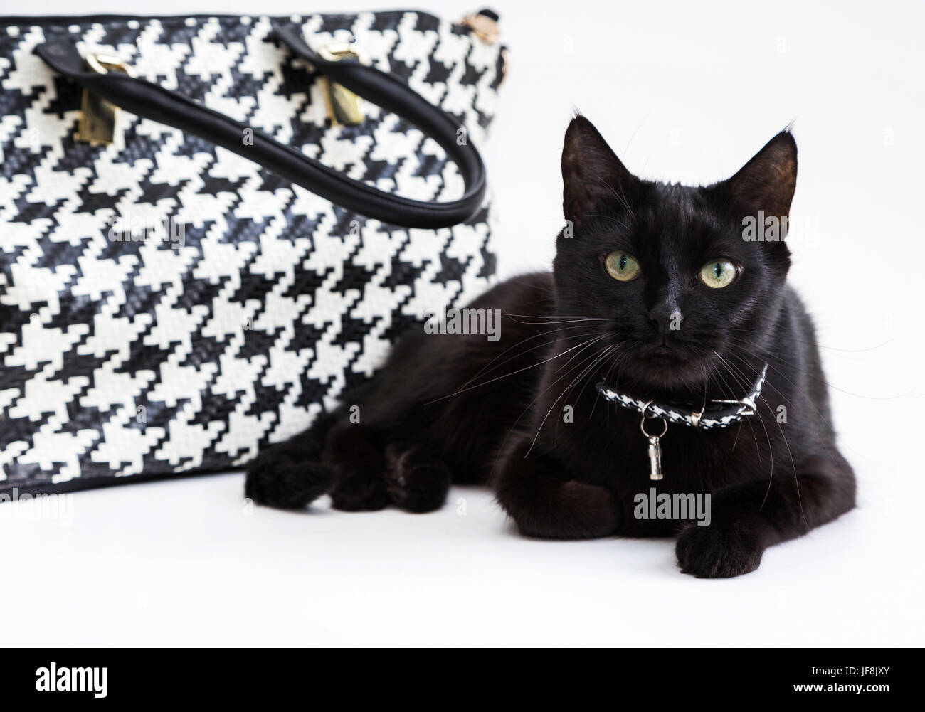 Stylish cat design hi-res stock photography and images - Alamy
