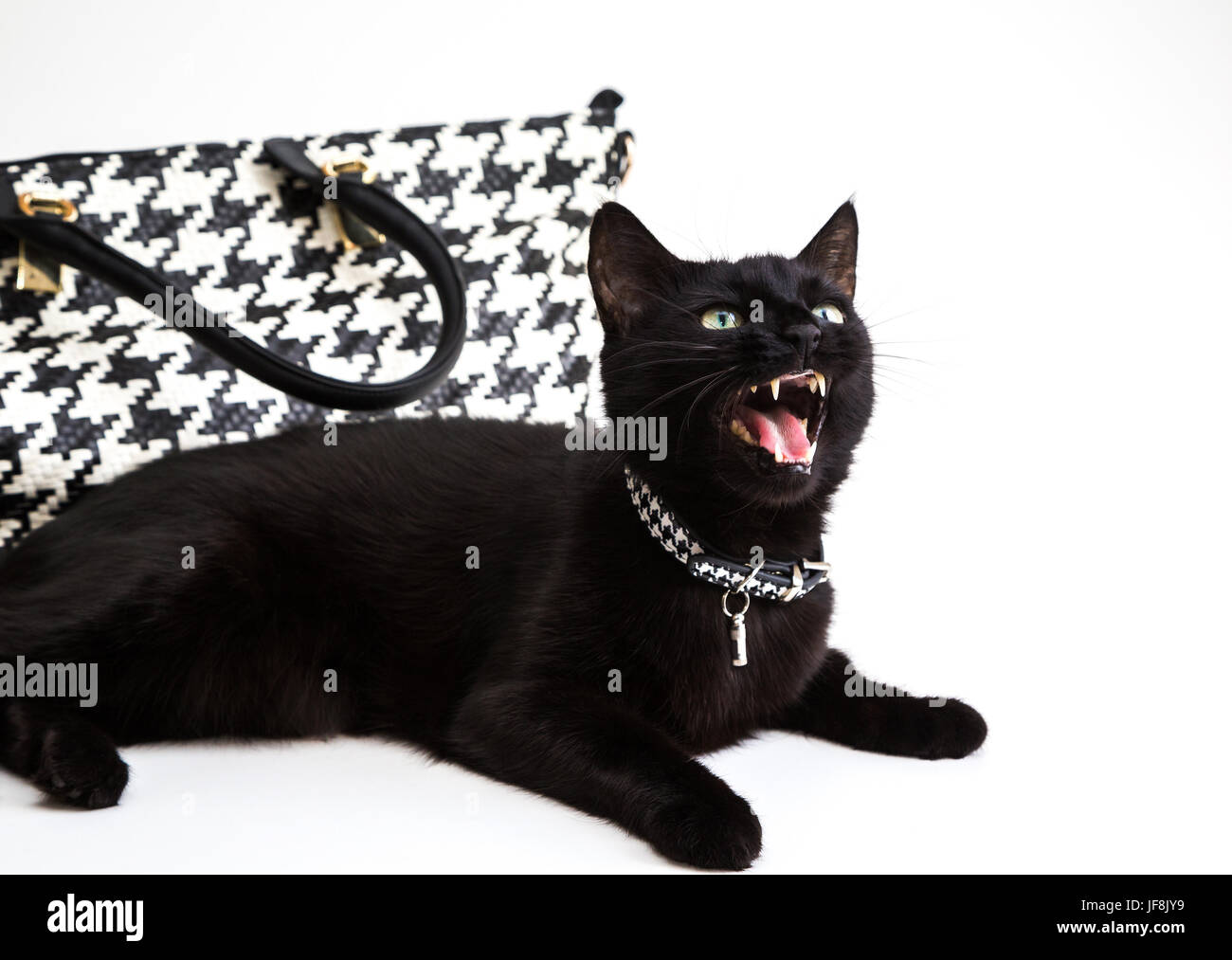 fashionable cat, stylish handbag Stock Photo - Alamy