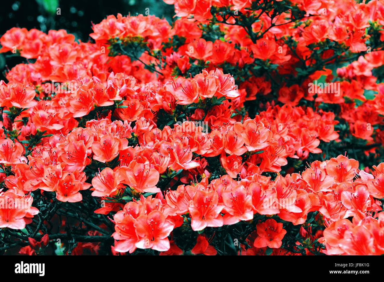 red flowering beauties azalea blossoms Stock Photo - Alamy